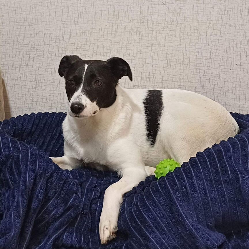 Маня ищет дом и любящую семью