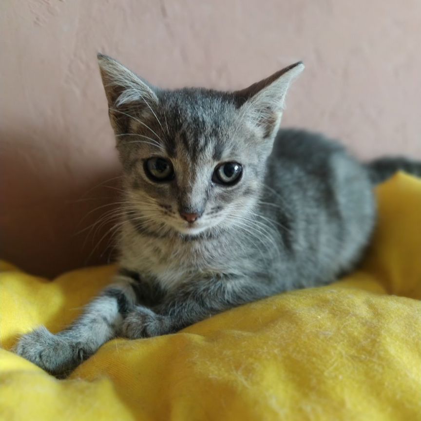 Дымчатый котенок,девочка,2 месяца