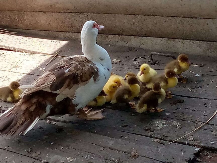 Мускусные утята