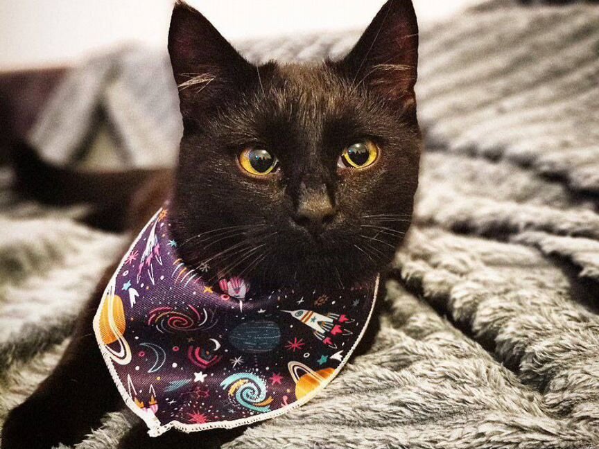 Котенок 7 месяцев ищет дом