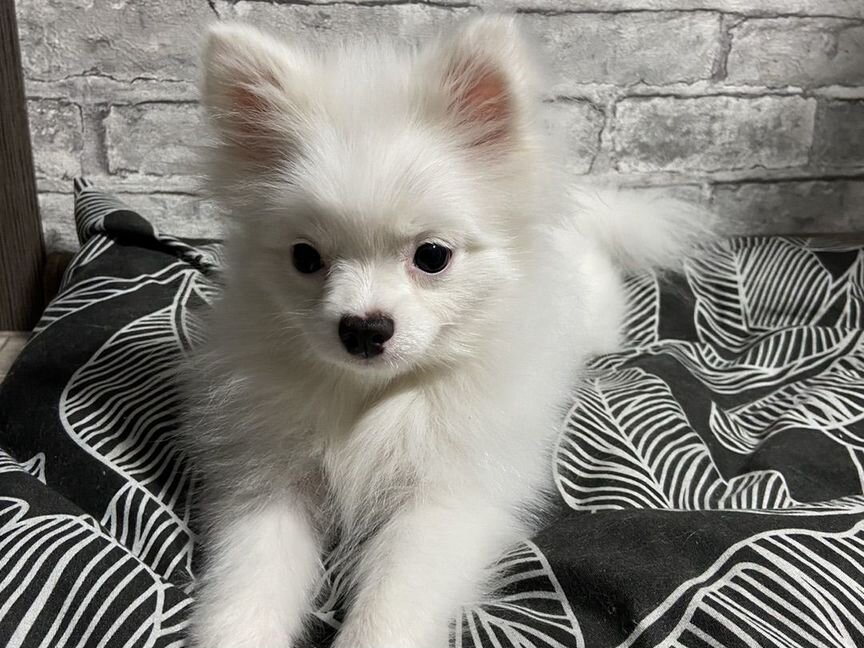 Белый шпиц мини девочка 5 месяцев