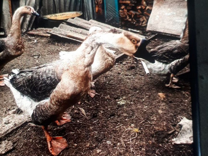 Гусь,кубанский