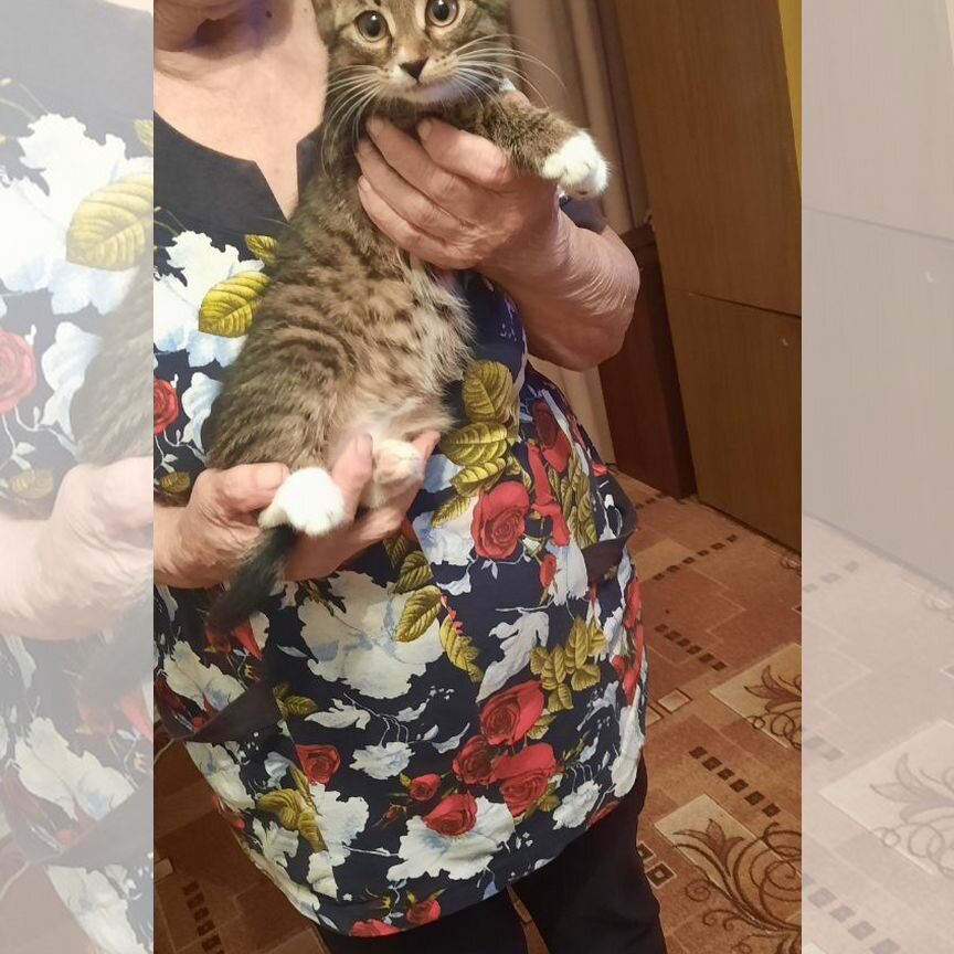 Котёнок