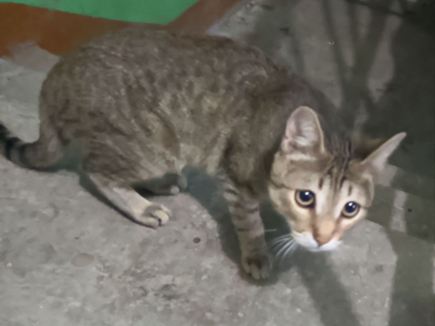 Найдена кошка