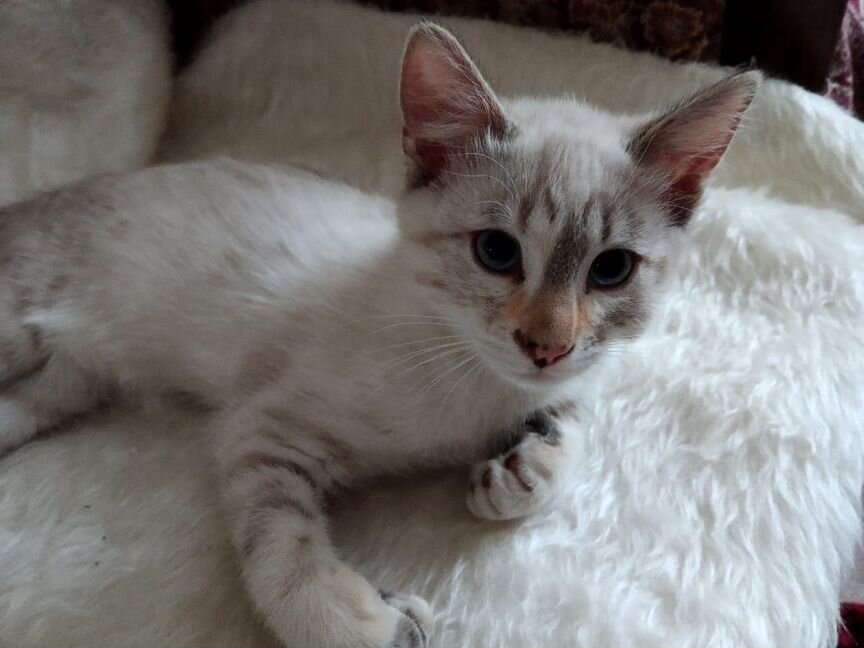 Отдам котенка Снежку от бенгальской мамы