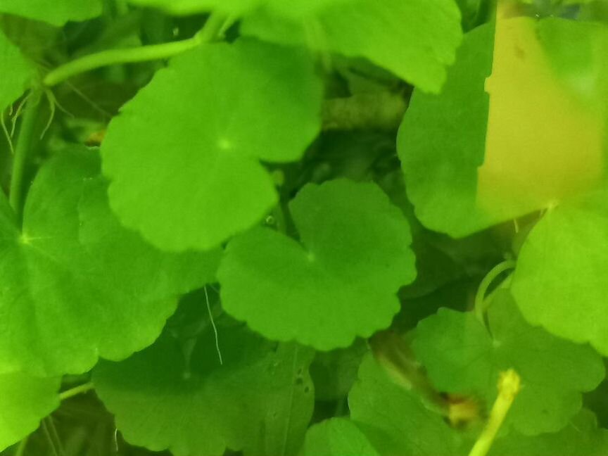 Гидрокотила вертикальная