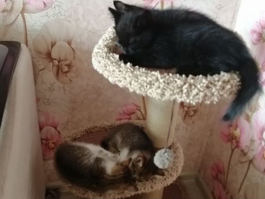Котята