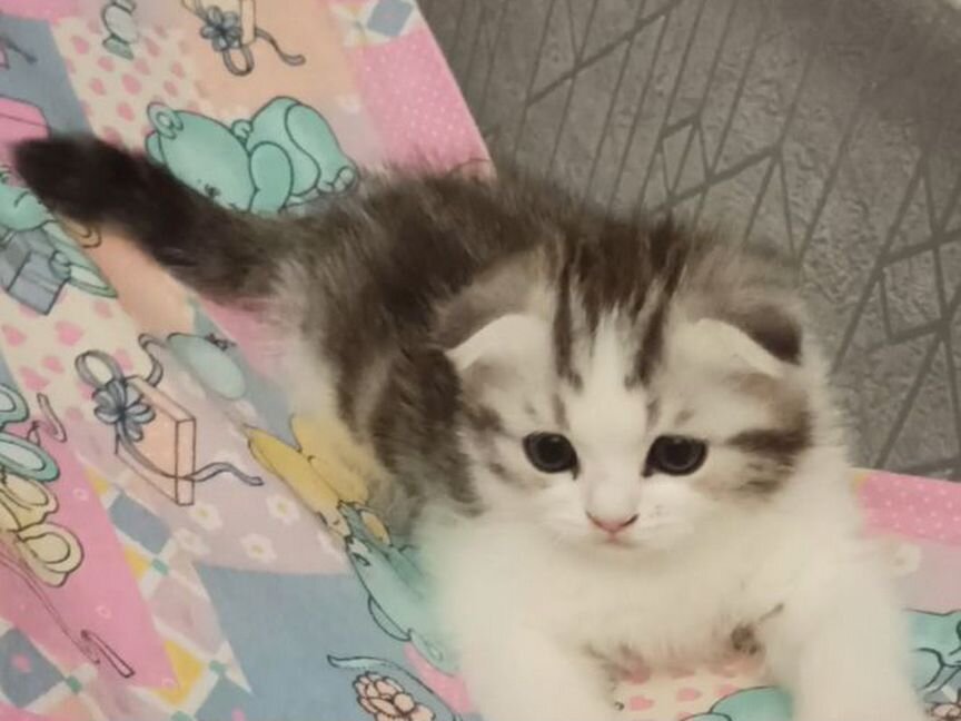 Шотландский вислоухий мраморный, мальчик