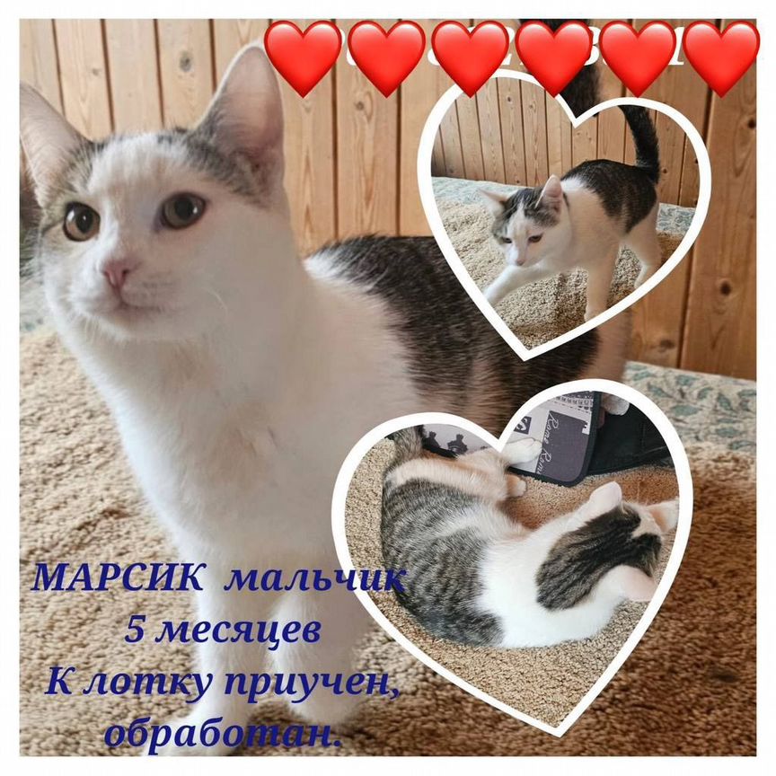 Роскошный котенок Марсик