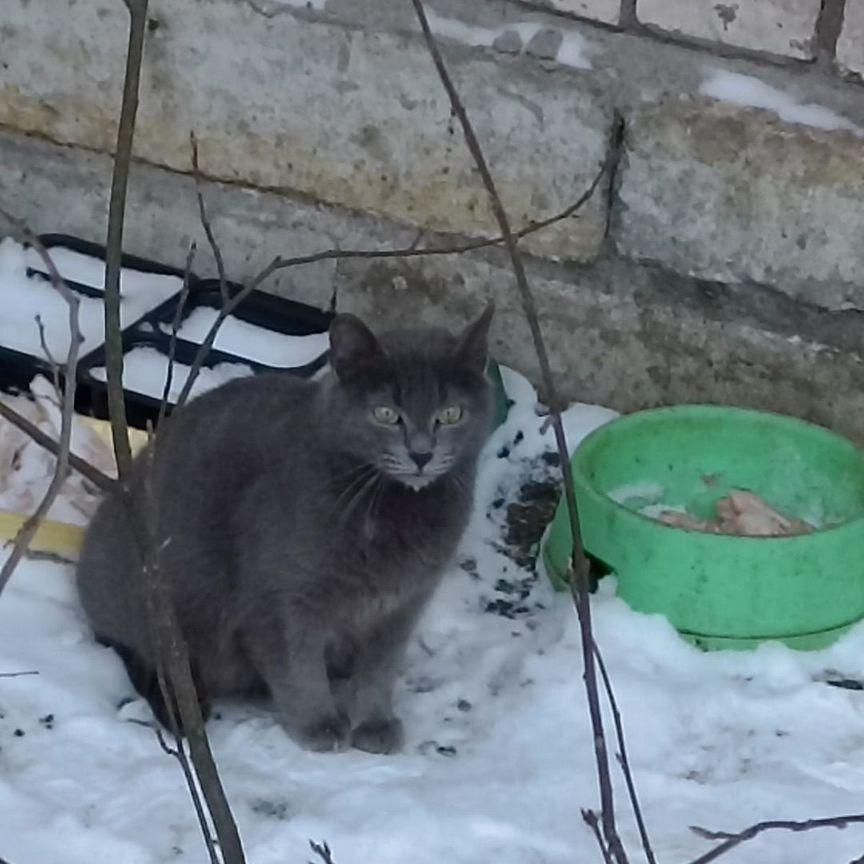 Подкинули кошечку