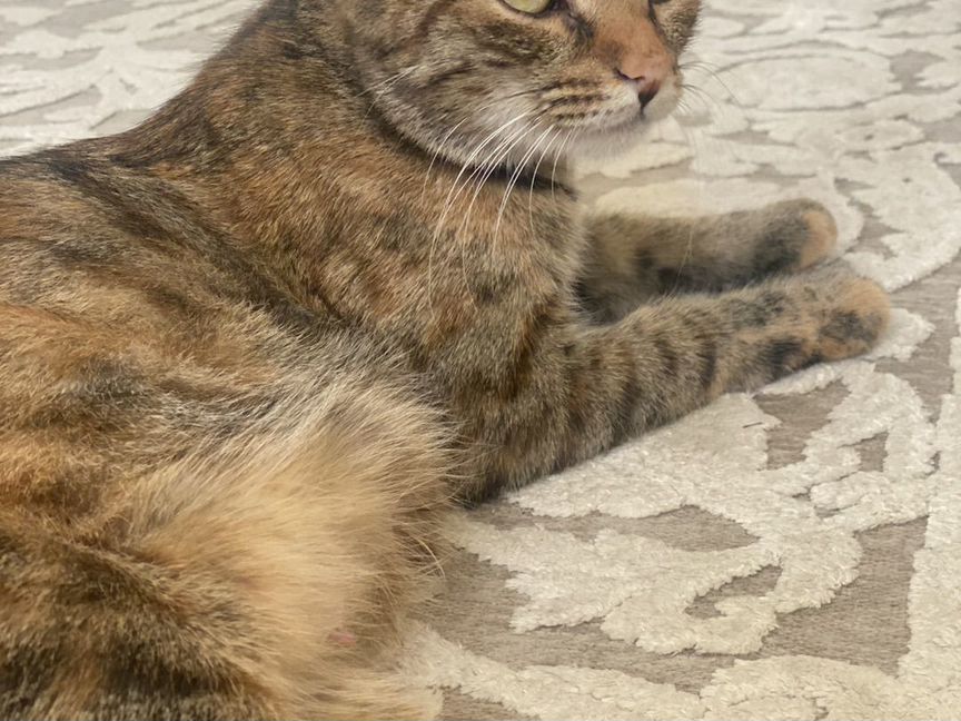 Кошка Дуня в добрые руки
