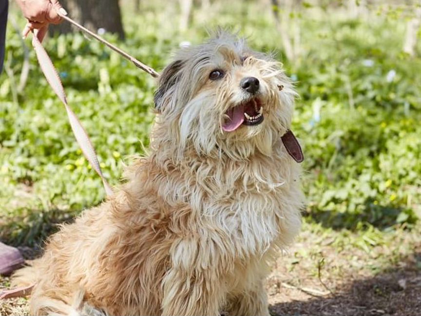 Самая обаятельная собачка ищет дом