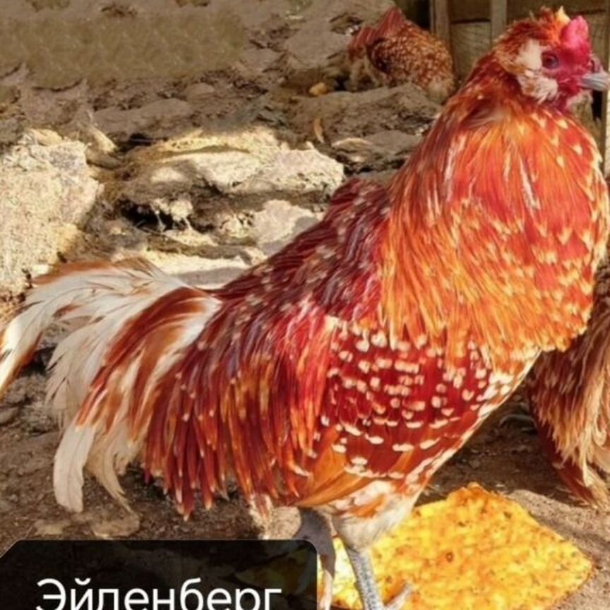 Молодой петушок эйленбардт