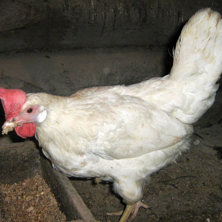 Куры несушки продам