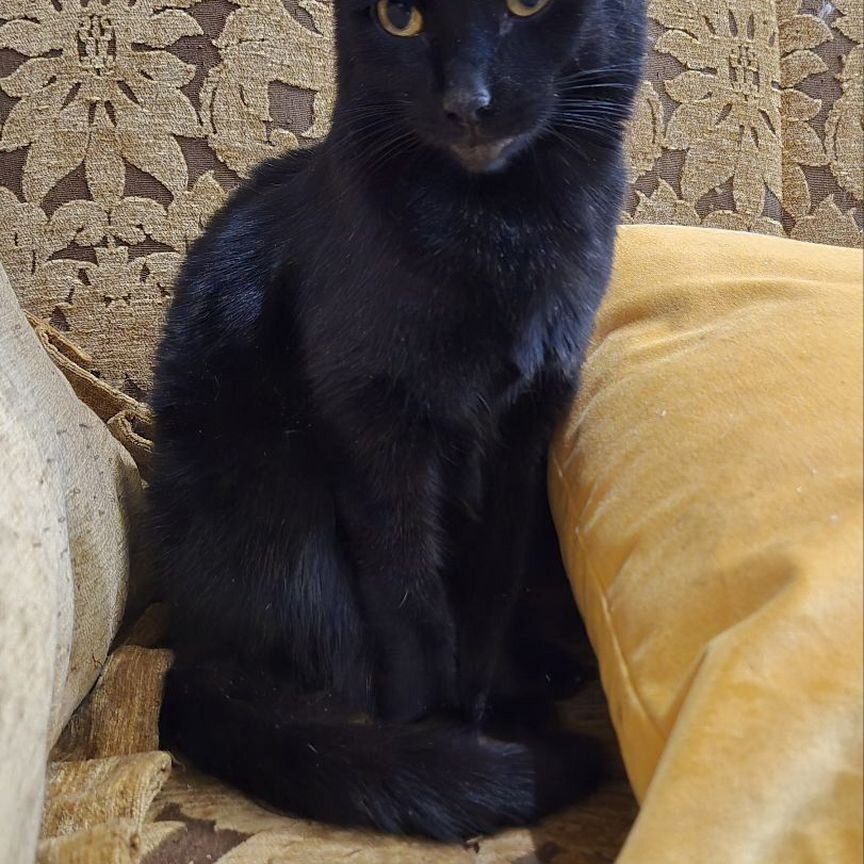 Грациозная черная кошка