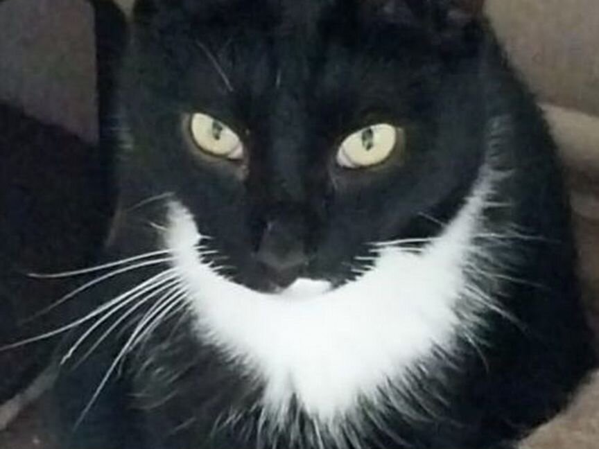 Котик Лоло