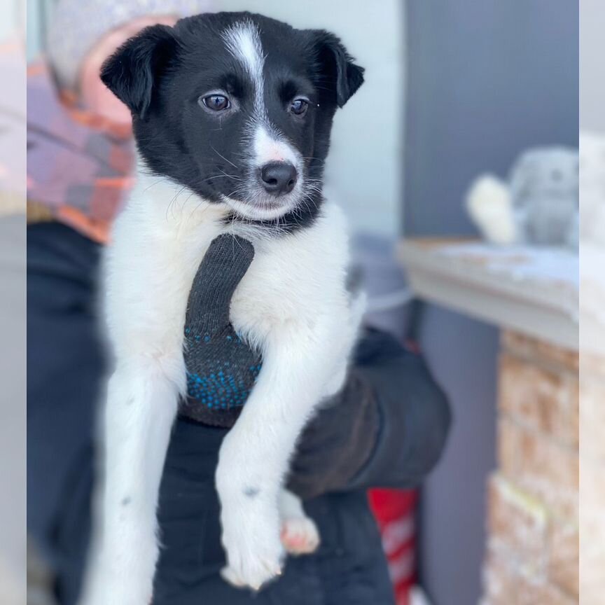 Щенок в добрые руки