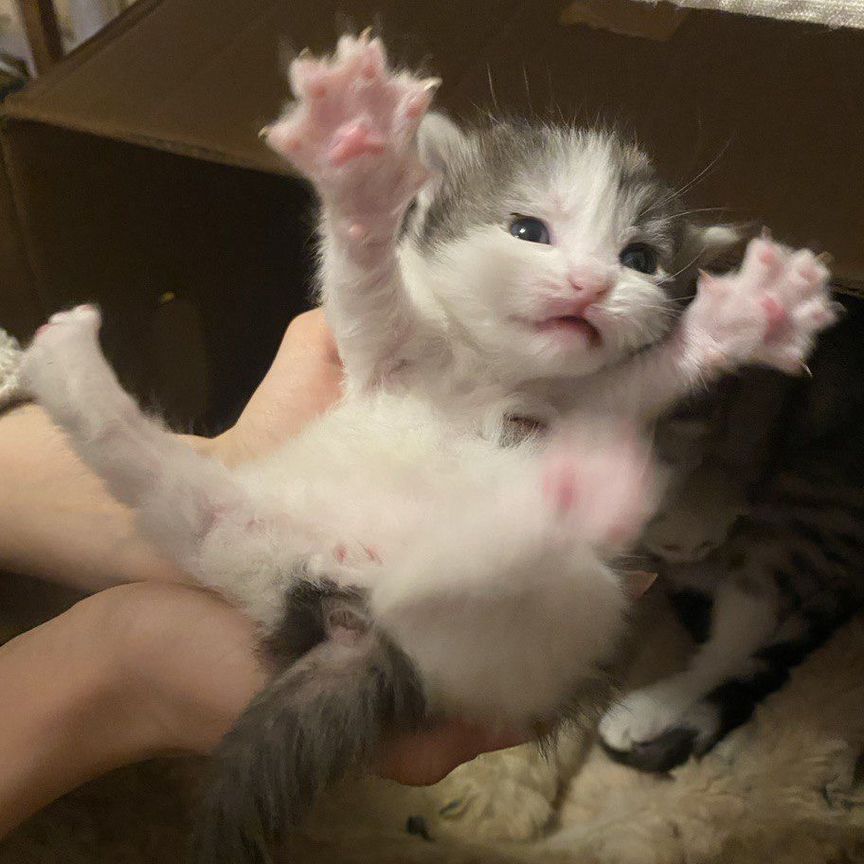 Сибирские котята