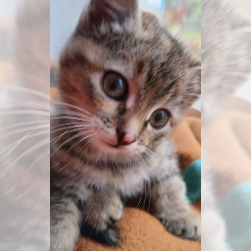 Европейский короткошёрстный котёнок