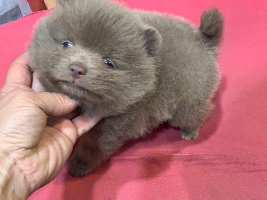 Померанский шпиц медвежьего типа Лелик