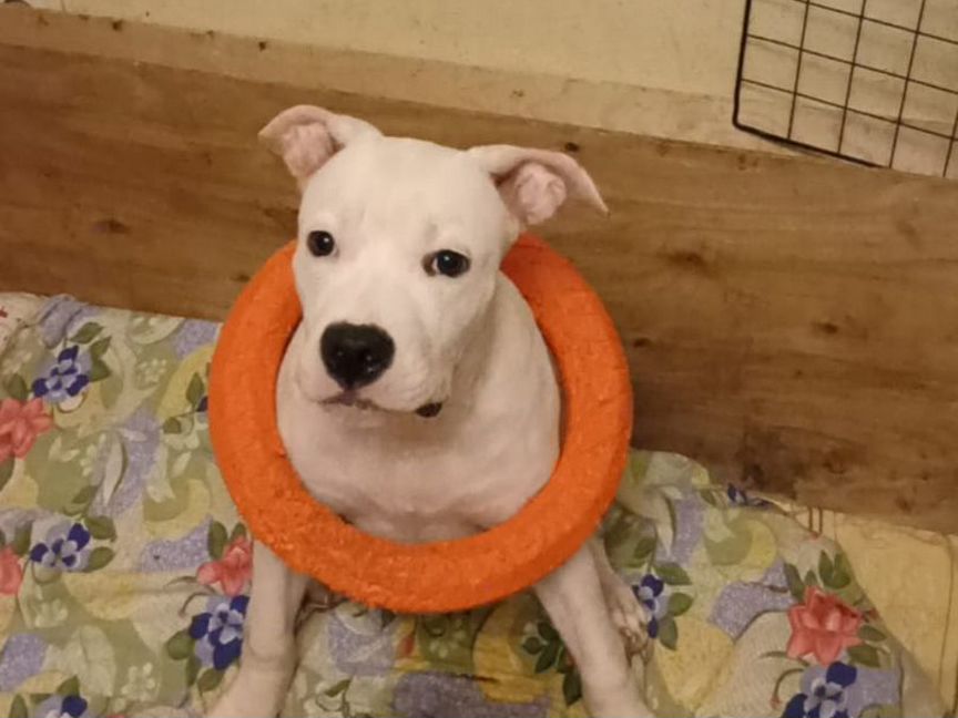 Щенки стаффорда