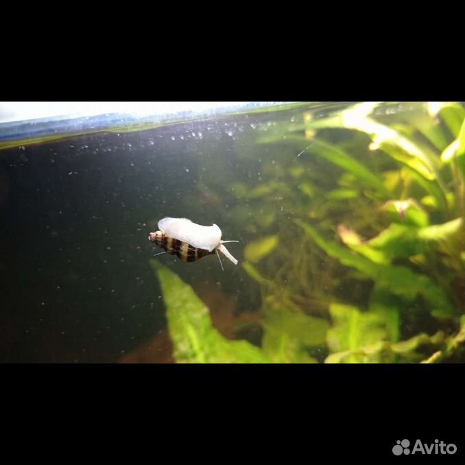 Улитка Хилена