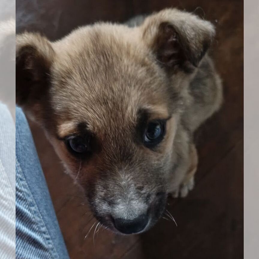 Щенок в добрые руки