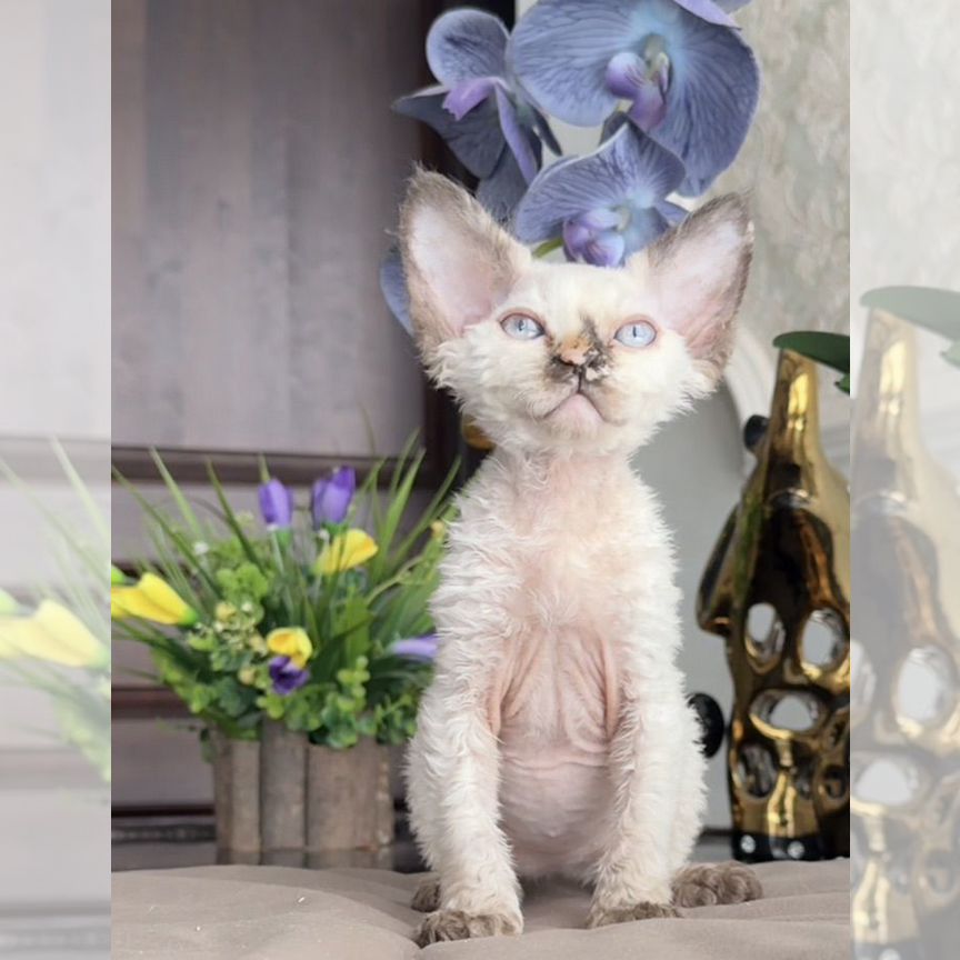 Девон-рекс котёнок