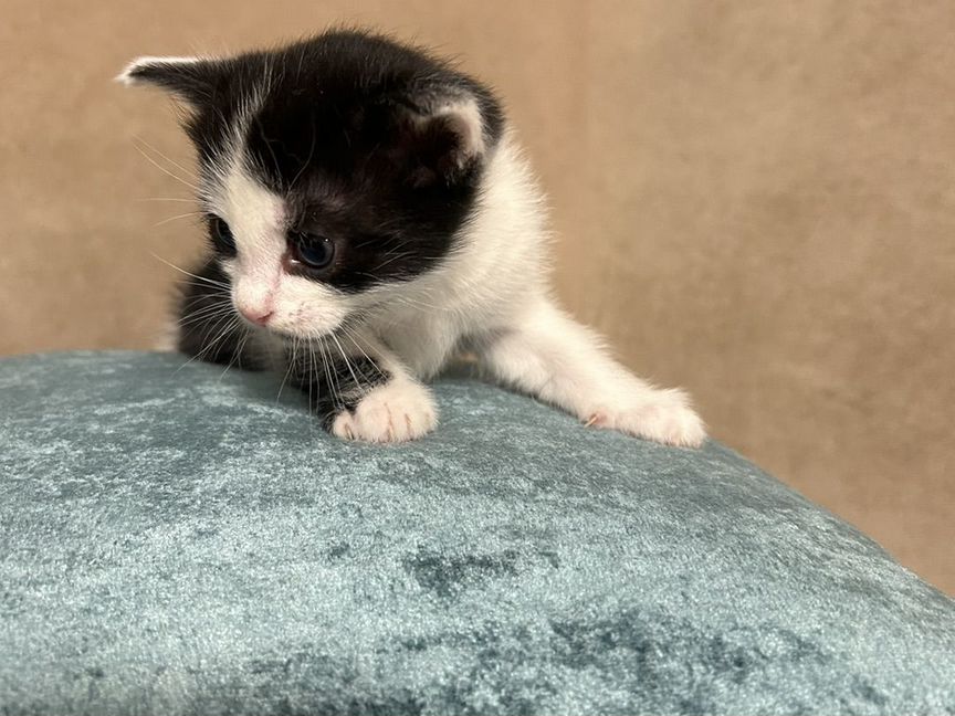 Котик в добрые руки