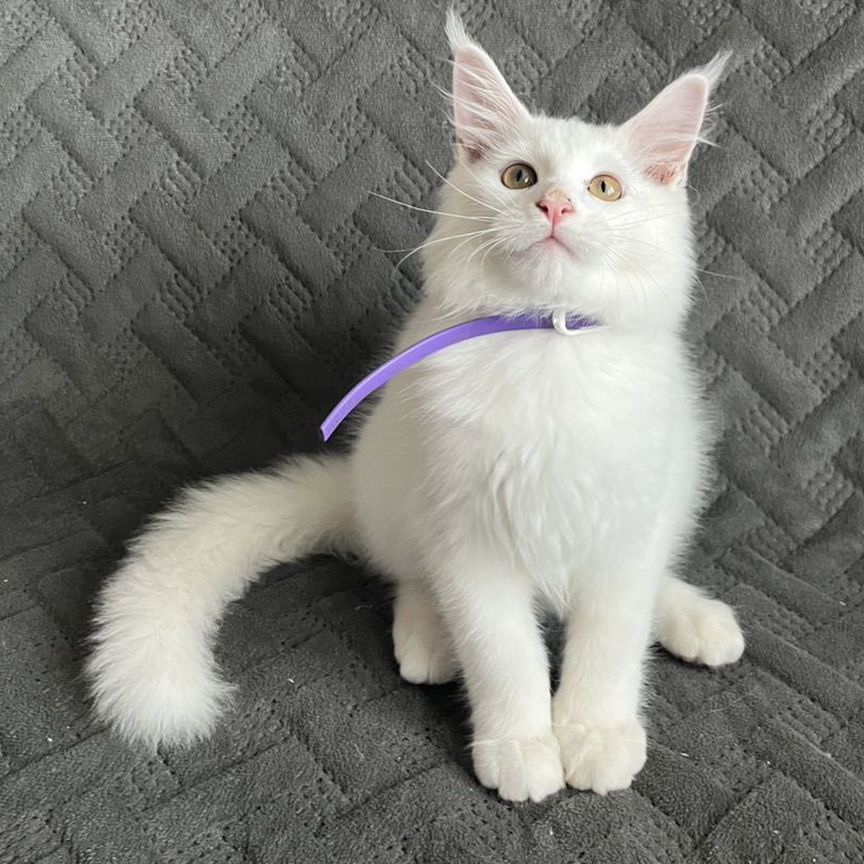 Котята мейн-кун