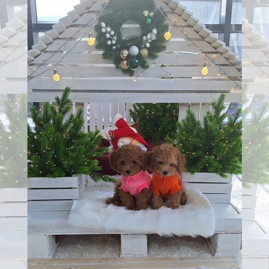 Той-пудель, щенок