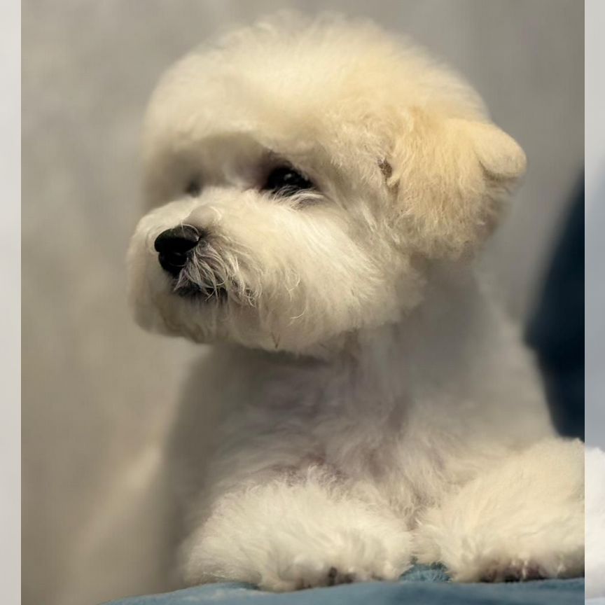 Бишон фризе, щенок