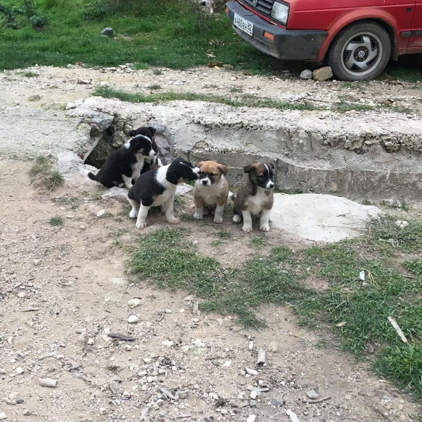 Отдам в добрые руки щенков на охрану