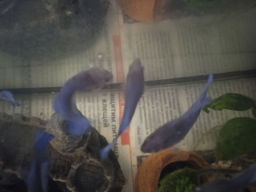 Самочки петушков (6 месяцев)