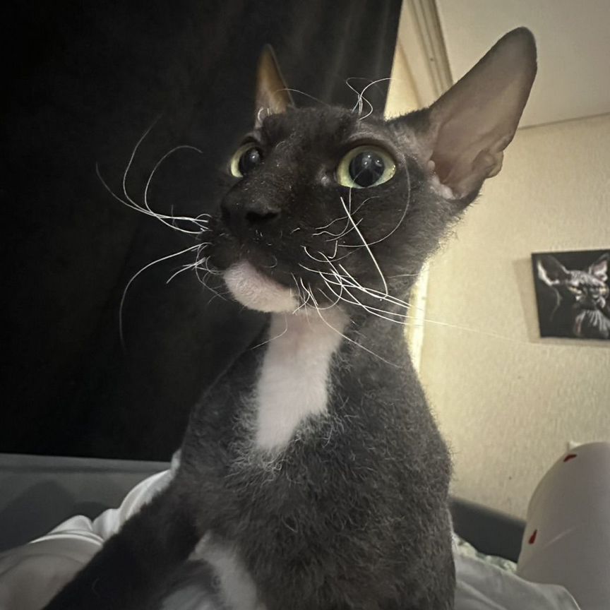 Донской сфинкс, взрослый кот