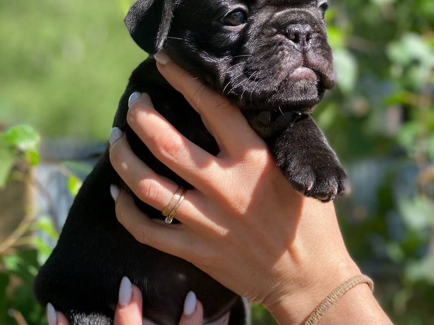 Щенки французского бульдога