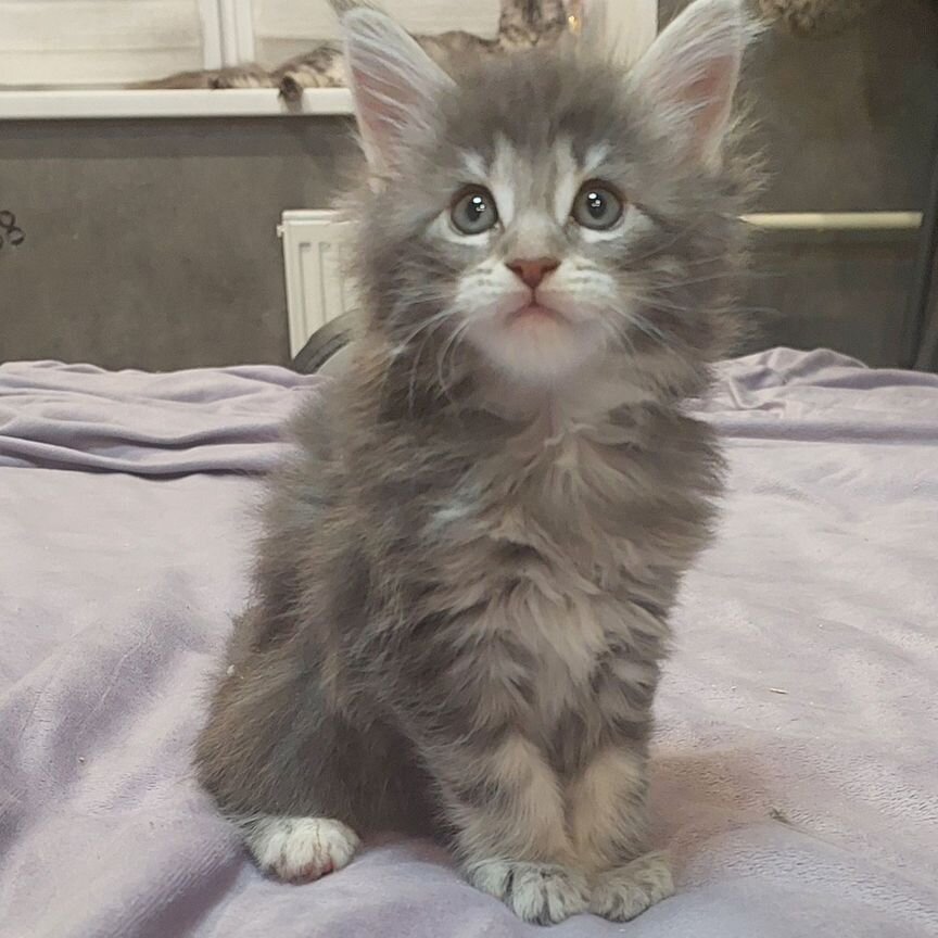 Мейн-кун котёнок