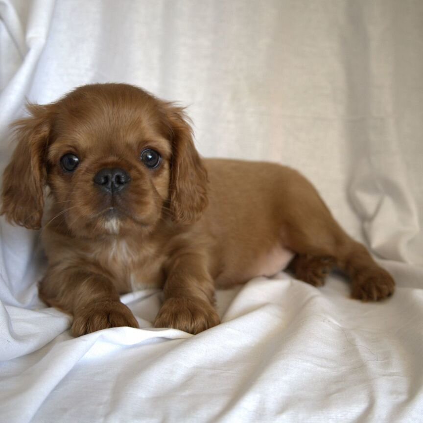 Кавалер кинг чарльз спаниель