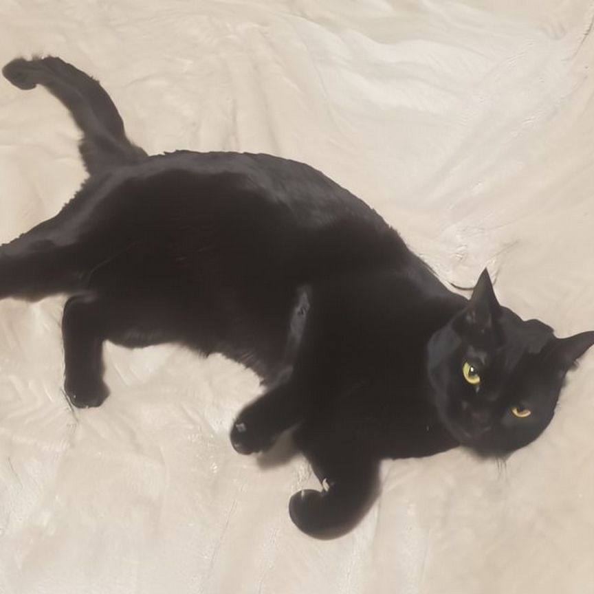 Взрослый кот в добрые руки