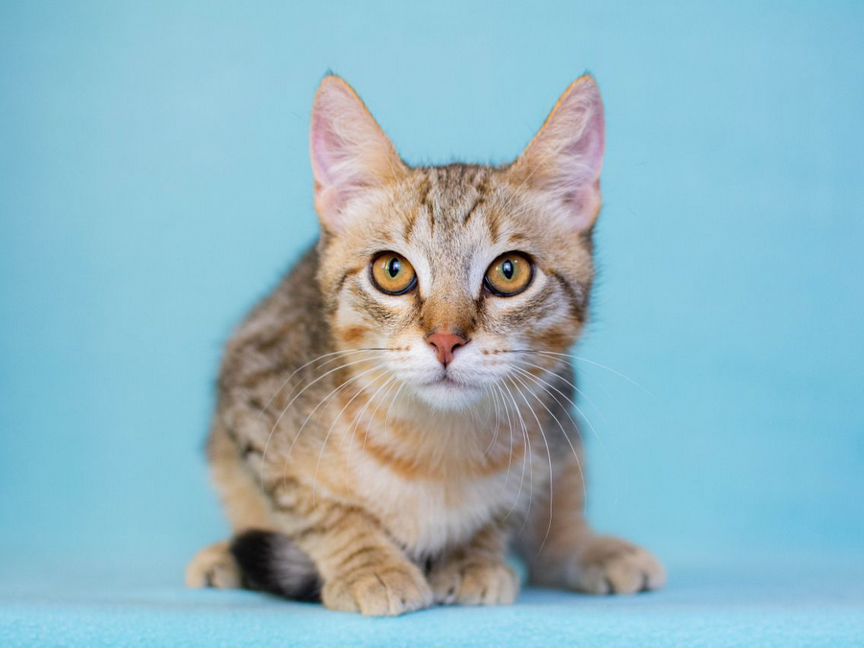 Уникальный трехцветный котик Шансик ищет дом