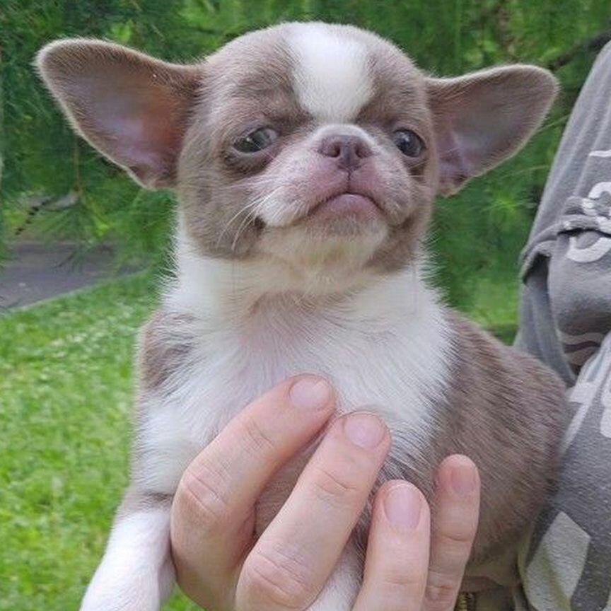 Чихуахуа, щенок
