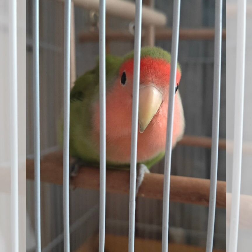 Попугай неразлучники