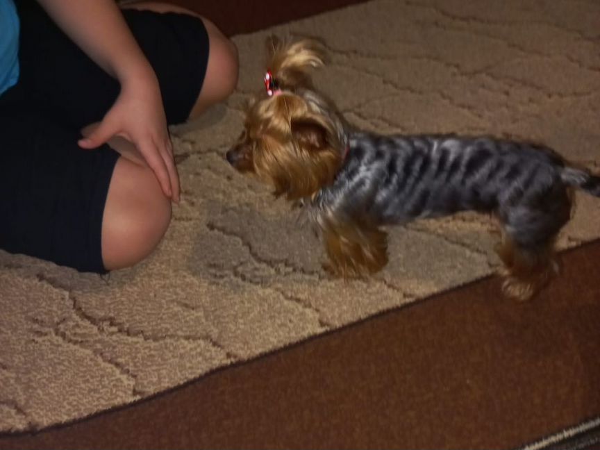 Йоркширский терьер продам мини девочка