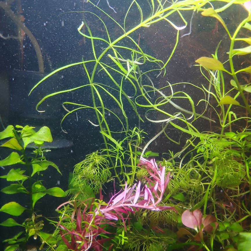 Аквариумная прополка