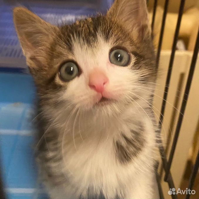 Маленький, ласковый, пятнистый котёнок 1,5 мес