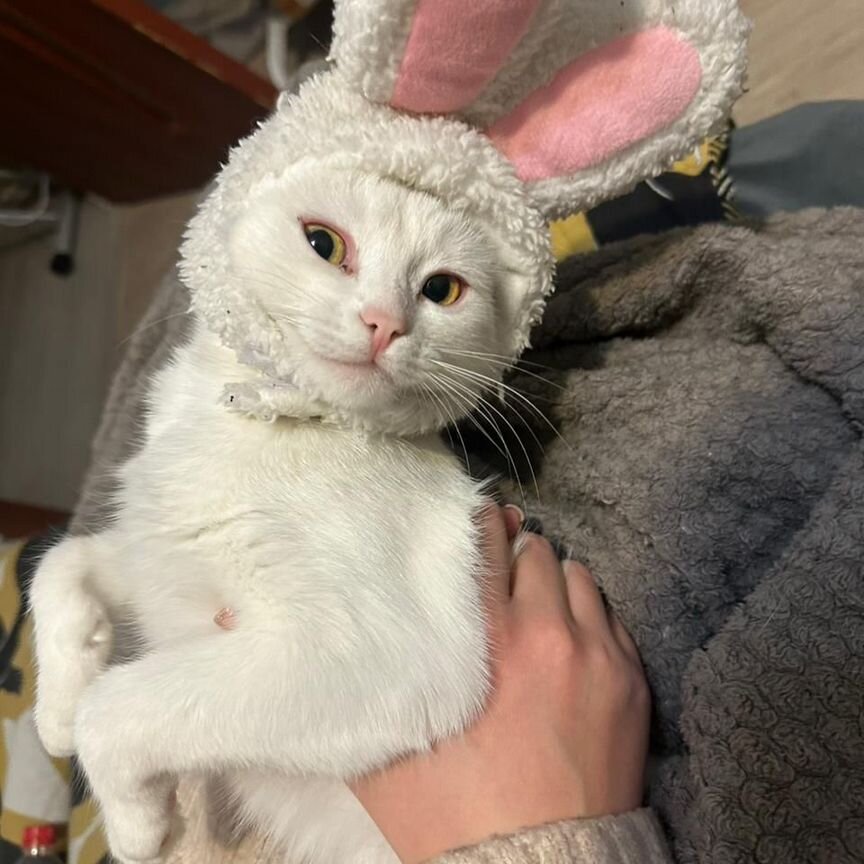 Кошки в добрые руки бесплатно