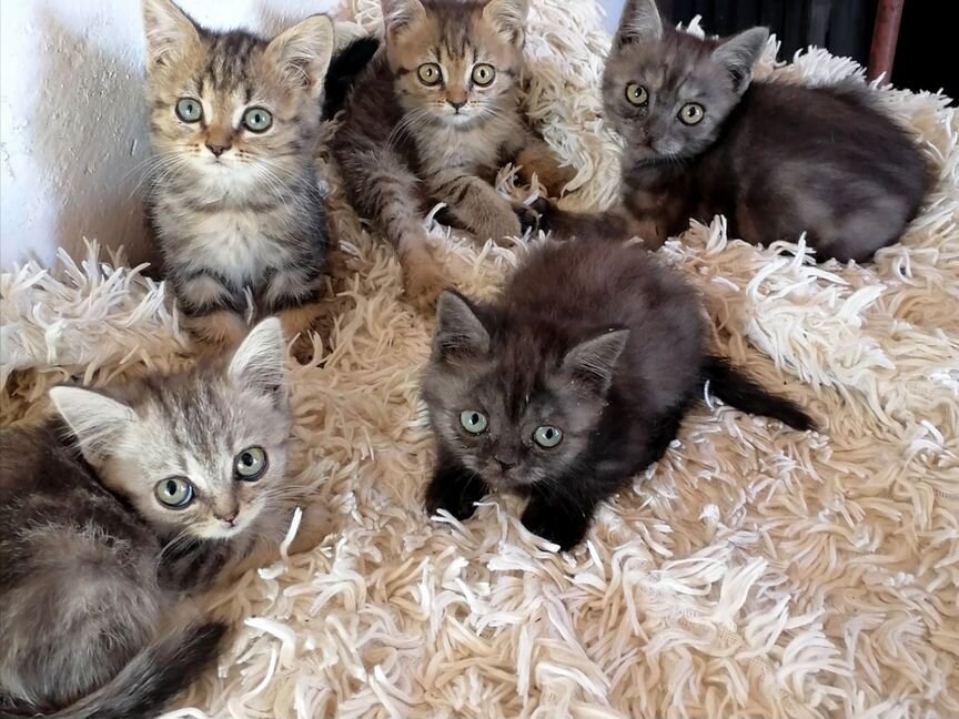 Шотландские котята