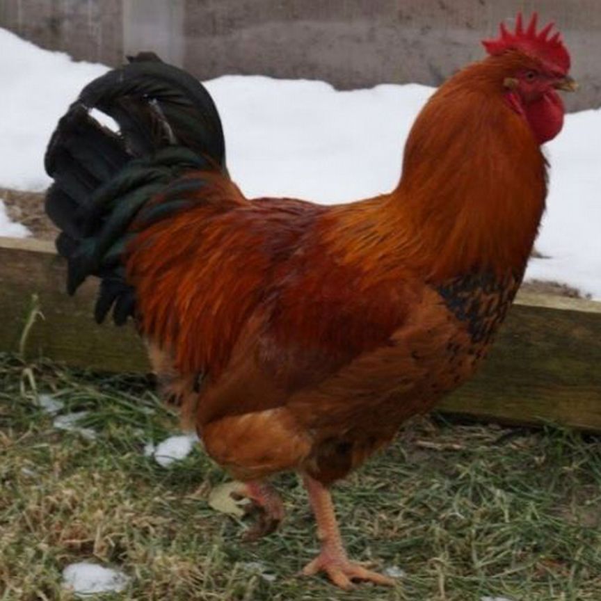 Петухи породистые