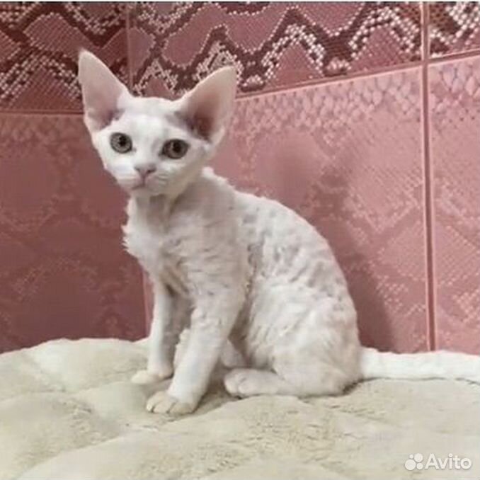Девон-рекс белый Артемон