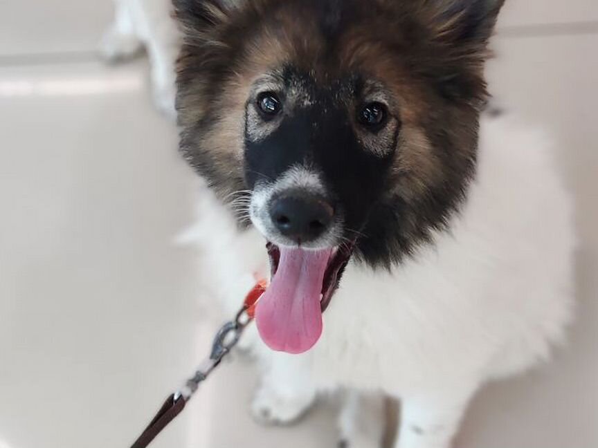 Джек парсон терьер